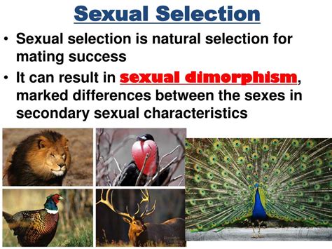 PPT MICROEVOLUTION PowerPoint Presentation Free Download ID