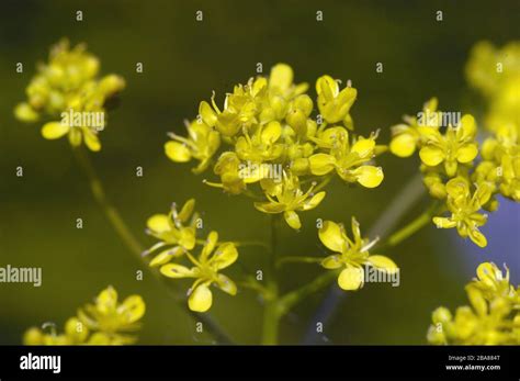 Woad Or Dyers Woad Isatis Tinctoria In Flower Plant Leaves Are Used