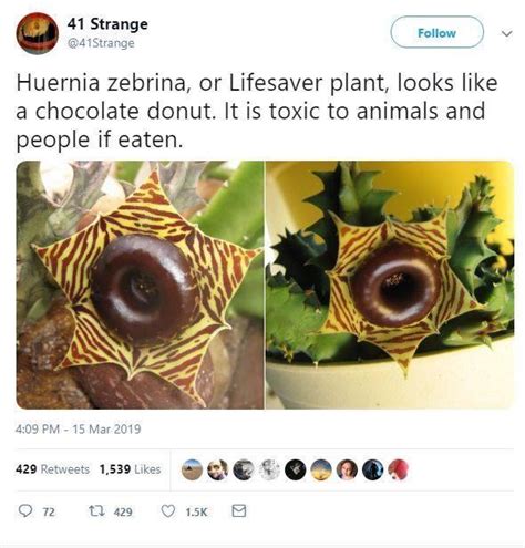 The Donut Witch Is Real R Adventuretime