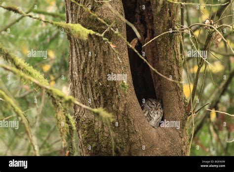Western Screech Owl In A Tree Stock Photo Alamy