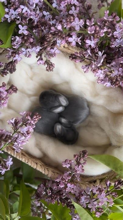 Малыши Miniature Lop ️ возраст 7 дней #купитькролика #bunny #минилоп # ...