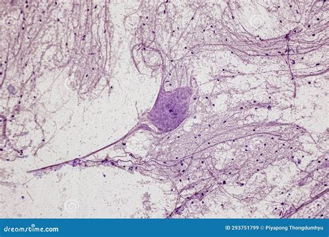 Motor Neuron Spinal Cord Nerve Fibres And Nerve Cells Under The Microscope Stock Image
