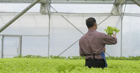 수경 온실 농장 깨끗한 음식 건강한 식생활 개념에서 일하는 행복한 노인 농부 사진 Unsplash의 수확 이미지