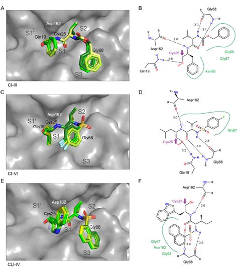 Binding Site Illustration Of CI III A B CI VI C D And CLI IV E Download Scientific