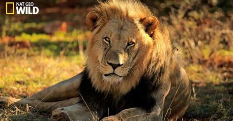 Nat Geo Wild Watch Tv Show Streaming Online