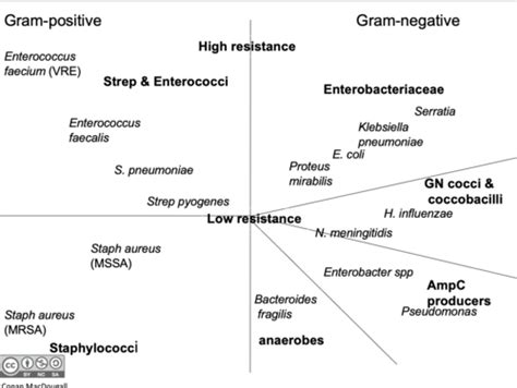 Antibiotic Spectrum Id Flashcards Quizlet