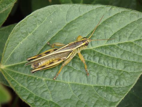 Grasshopper Eggs Hatch