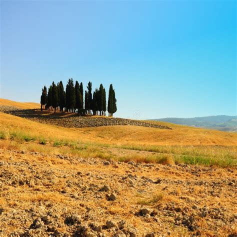 Ornamental Cypress Stock Image Image Of Grassland Nature 282534471