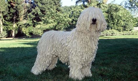 Komondor Kutya Fajtaleírás Jellemzői Betegségek ápolása Képek