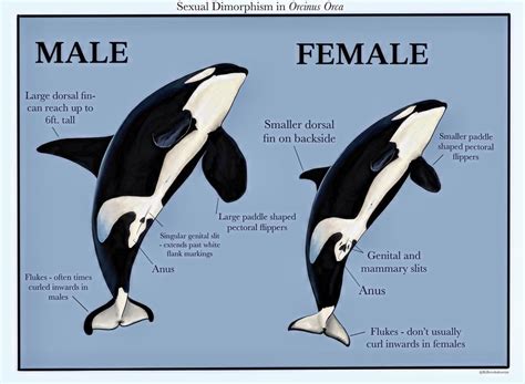 Pin By Alessio Giustolisi On Animali Marini Marine Animals Animal