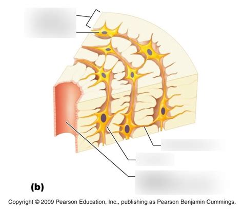 Osteon Structure Labeling Diagram Quizlet