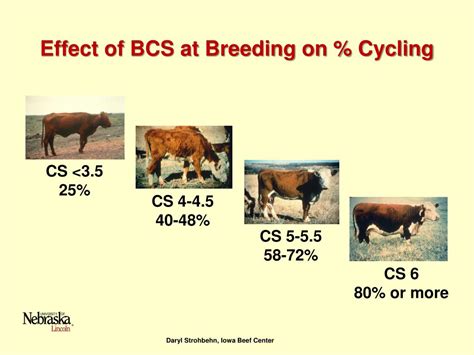 Ppt Reproductive Management In Beef Cattle Estrous Synchronization And Ai Powerpoint