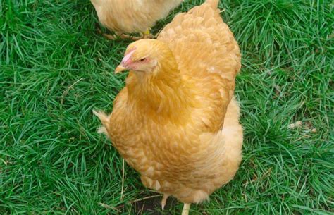 Buff Wyandotte Breed Profile Chicken Fans
