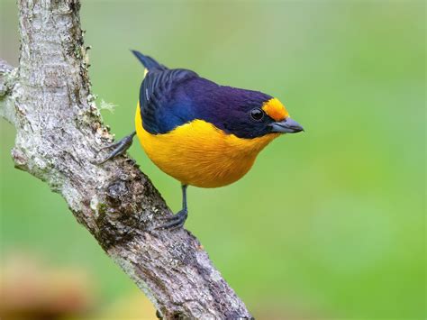 Violaceous Euphonia Euphonia Violacea Birds Of The World