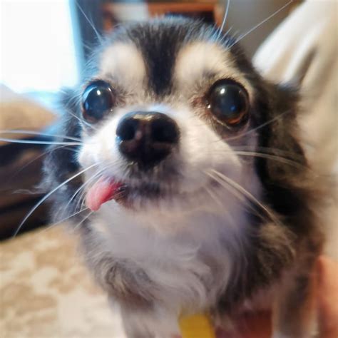 歩歩（ほほ）ちゃんに会いに♪ まいにちわんこ