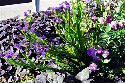 Limonium sinuatum 1 | Thanks to Bárbol and glt47 for identif… | Flickr