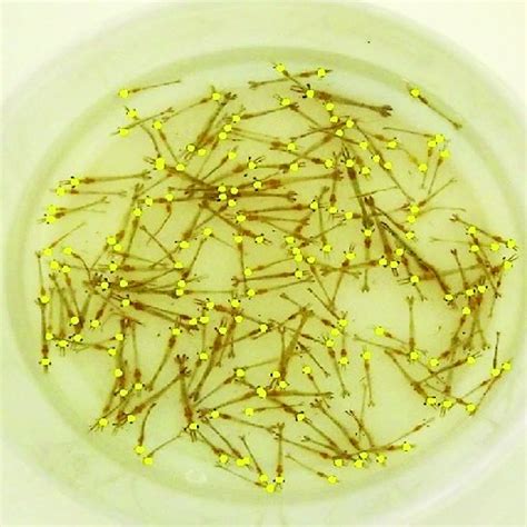 Image Recognition Method For Counting Post Larvae Of Shrimp Fig 2