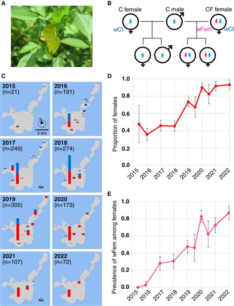 rapid spread of a vertically transmitted symbiont induces drastic