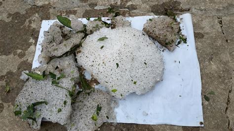 Dvb သီပေါတွင် မိုးသက်လေပြင်းကျ မိုးသီးများကြွေ၍ နေအိမ်ခေါင်မိုး ၁၄၀ ကျော်ပျက်စီး