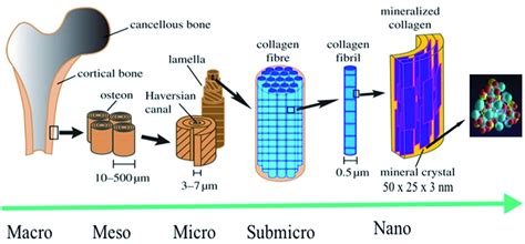 Hierarchical Structure Of Bone At Various Size Scales The
