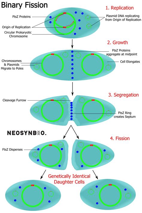 Synthetic Biology Diagrams NeoSynBio