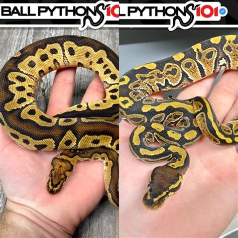 Group 1 0 Hurricane Clown 0 1 Hurricane Het Clown Ball Python By Ball Pythons 101