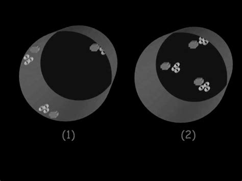Schematic Representation Of The Arrangements Of Secretory Vesicles And