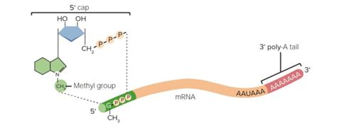 Post Transcriptional Modifications RNA Processing Concise Medical Knowledge