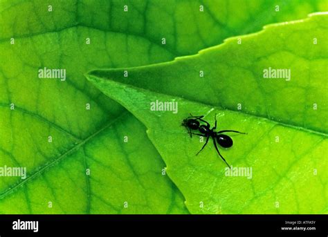 Ant On A Leaf Stock Photo Alamy