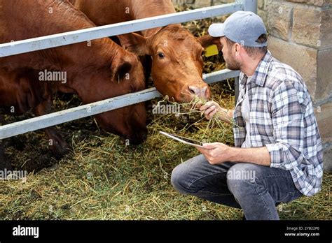 Farmer Feeds Low Methane Forage To A Cow At A Livestock And Records The Data On A Digital Tablet