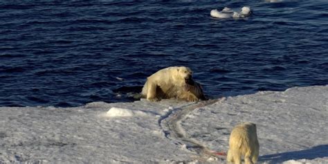 Polar Bear On A Seal Kill Graham Boulnois
