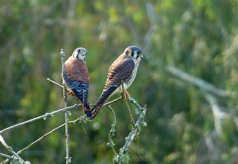 American Kestrel Male Vs Female
