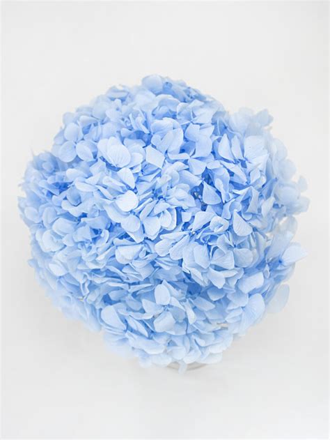 Гортензія широколиста стабілізована на гілці Roseamor Blu 89 блакитна купити в Україні за