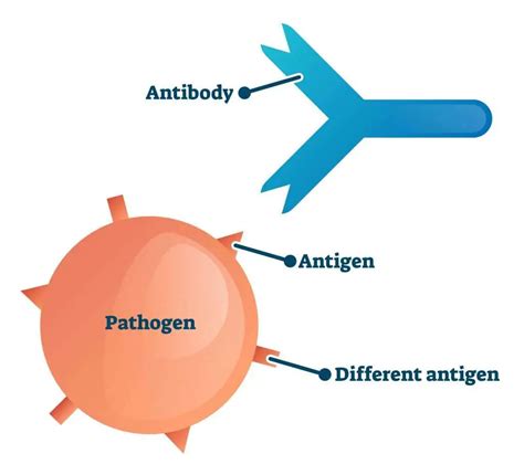 Monoclonal Antibodies Gcse Biology Revision