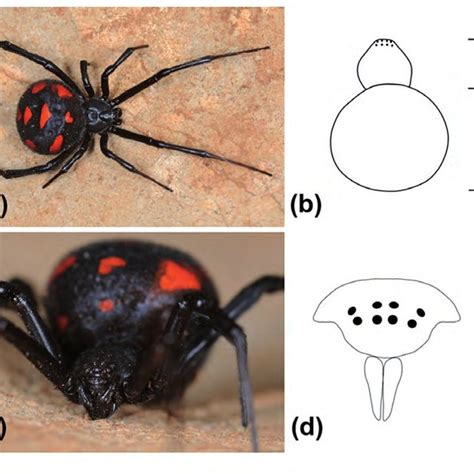 Close Up Of A Latrodectus Tredecimguttatus Individual In Dorsal View