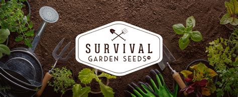 Switchgrass Seeds Prairie Grass Survivalgardenseeds