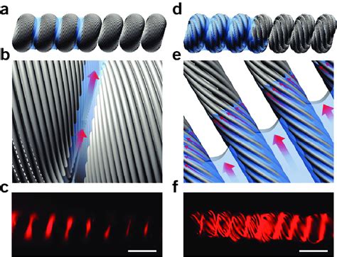 Hierarchically Arranged Gaps Formed In The Helical Fibers A