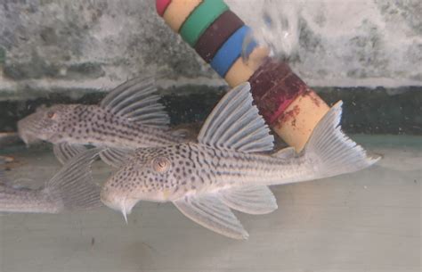 3 Ghost Pleco L141 Pet Age