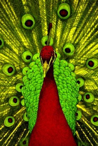 Colorful Peacock Display