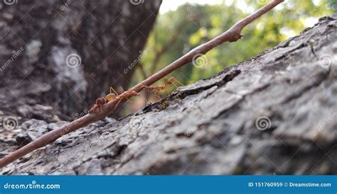 Two Ants Communicating Stock Image Image Of Ants Tree 151760959