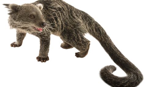 The Tree Dwelling Mammal With A Surprisingly Familiar Scent Magazine Articles WWF