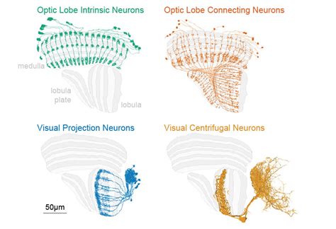 Optic Lobe Janelia Research Campus