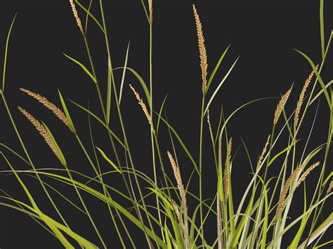 Astrebla Lappacea Curly Mitchell Grass 3d Model