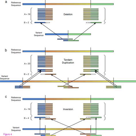 Unlocking The Secrets Of Tumor Genomes With Personal Genome Assembly