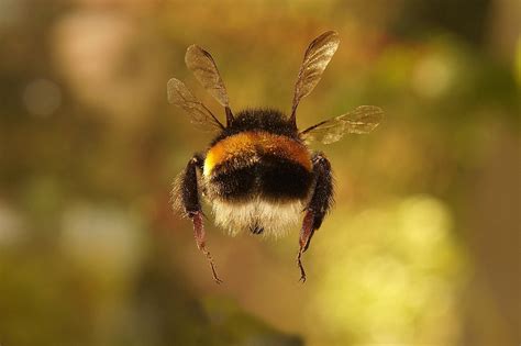Bumblebee Insect Wallpapers Wallpaper Cave