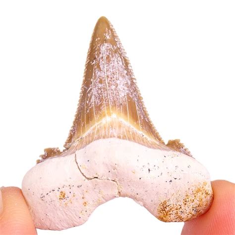 Otodus Carcharocles Sp Fosilpaleos