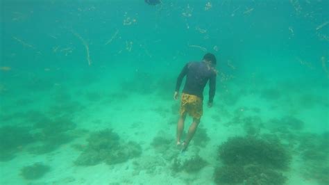 Paghahanap Ng Saang Shell O Spider Shell Catch And Cook Pagbilao Quezon Youtube