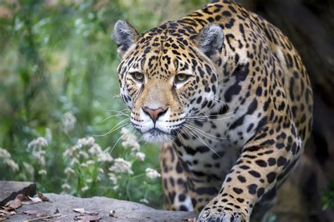 Animales Salvajes Y Peligrosos En Guatemala 2026