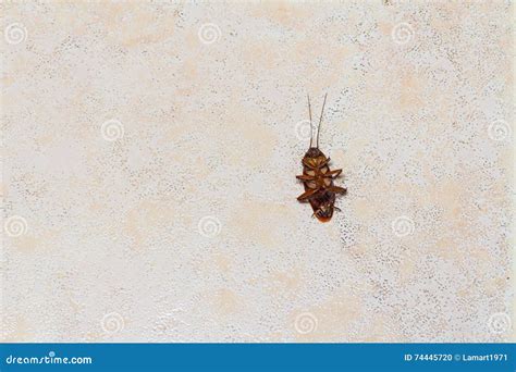Two Cockroach Eggs And Stainless Steel Ruler In Centimeter Metric