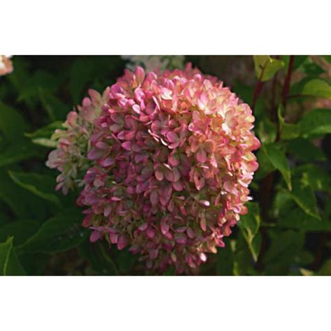 Гортензия метельчатая Перл де Фестиваль